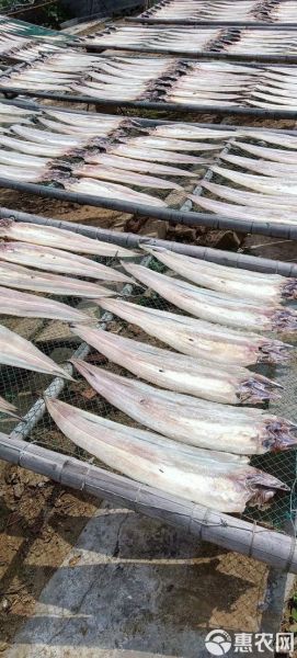 鳗鱼多少钱一斤2019_2019年鳗鱼价格走势-第3张图片-山城妙识