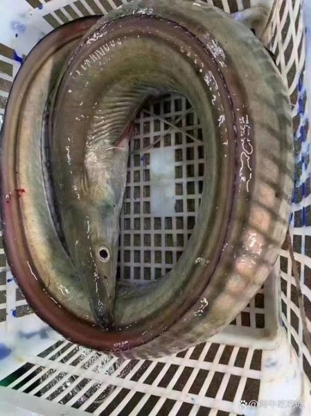 鳗鱼多少钱一斤2019_2019年鳗鱼价格走势-第1张图片-山城妙识