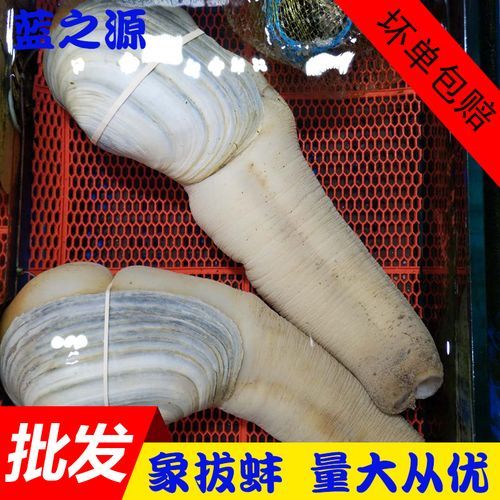 象拔蚌价格2021_多少钱一斤-第1张图片-山城妙识