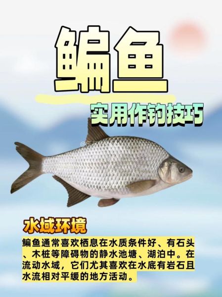 怎么钓鳊鱼用什么饵最好_鳊鱼饵料配方-第1张图片-山城妙识 怎么钓鳊鱼用什么饵最好_鳊鱼饵料配方-第1张图片-山城妙识