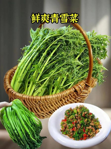 雪里蕻怎么腌又脆又绿_雪里蕻腌制不变黄的窍门-第3张图片-山城妙识