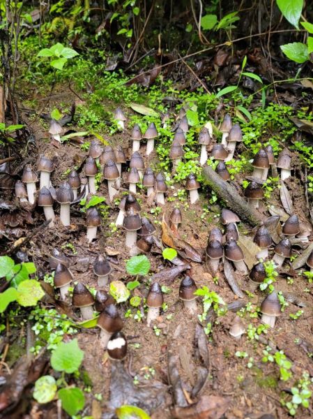 鸡枞菌图片大全_鸡枞菌长什么样-第1张图片-山城妙识 鸡枞菌图片大全_鸡枞菌长什么样-第1张图片-山城妙识