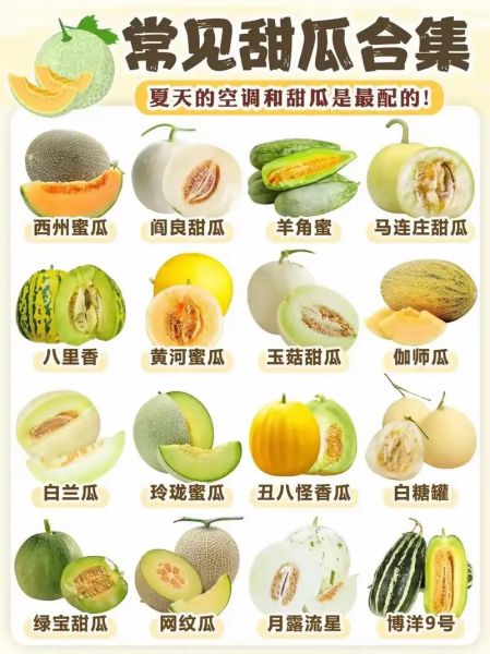 香瓜有哪些品种_香瓜怎么挑选才甜-第1张图片-山城妙识