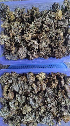 马牙豆的功效与作用_马牙豆怎么吃最好-第1张图片-山城妙识