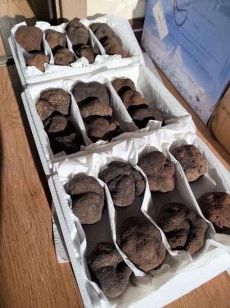 黑松露多少钱一斤_2019年黑松露价格走势-第1张图片-山城妙识