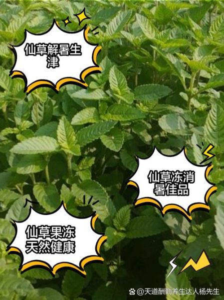 仙草图片大全_仙草长什么样-第1张图片-山城妙识