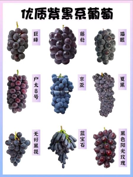 葡萄的种类有哪些_常见品种与口感区别-第2张图片-山城妙识
