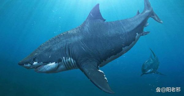 已灭绝的十大鲨鱼有哪些_它们为何消失-第2张图片-山城妙识 已灭绝的十大鲨鱼有哪些_它们为何消失-第2张图片-山城妙识