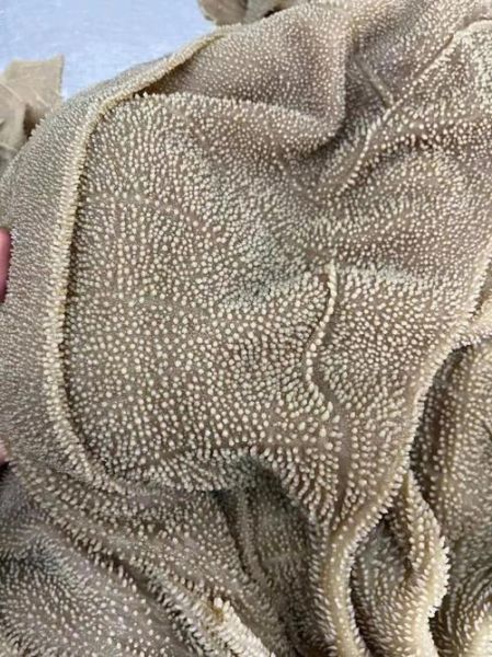 牛百叶是什么动物身上的_牛百叶和牛肚区别-第3张图片-山城妙识