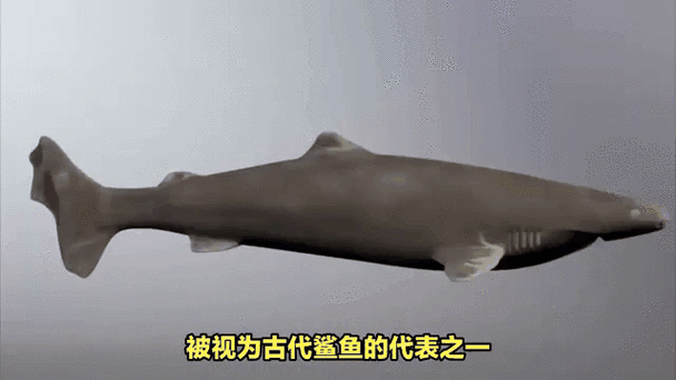 已灭绝的十大鲨鱼有哪些_它们为何消失-第1张图片-山城妙识 已灭绝的十大鲨鱼有哪些_它们为何消失-第1张图片-山城妙识