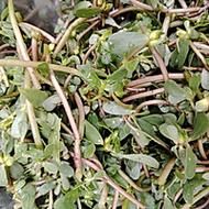 凉拌马齿苋怎么做_马齿苋焯水几分钟才脆绿-第2张图片-山城妙识