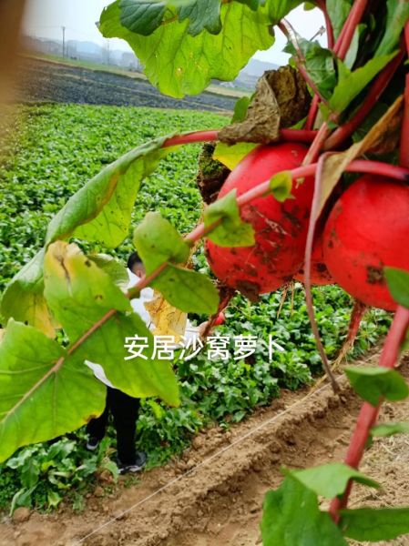 大红萝卜图片_怎么挑选新鲜-第2张图片-山城妙识