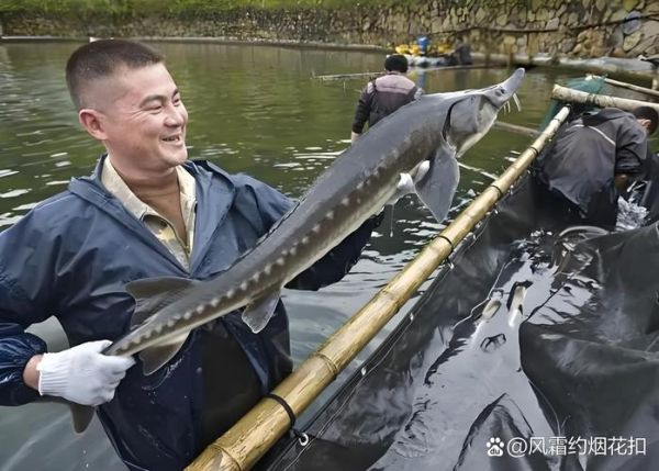 中华鲟灭绝了吗_中华鲟现状2024-第3张图片-山城妙识