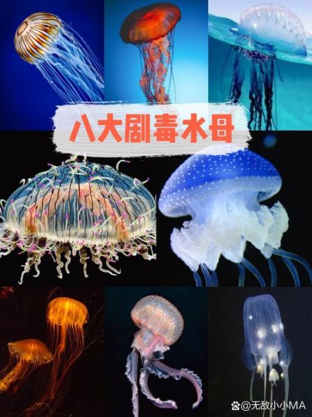 食人水母真的存在吗_食人水母毒性有多强-第1张图片-山城妙识