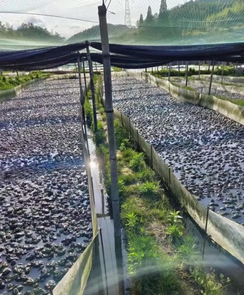 牛蛙禁养省份有哪些_2024最新政策解读-第3张图片-山城妙识 牛蛙禁养省份有哪些_2024最新政策解读-第3张图片-山城妙识