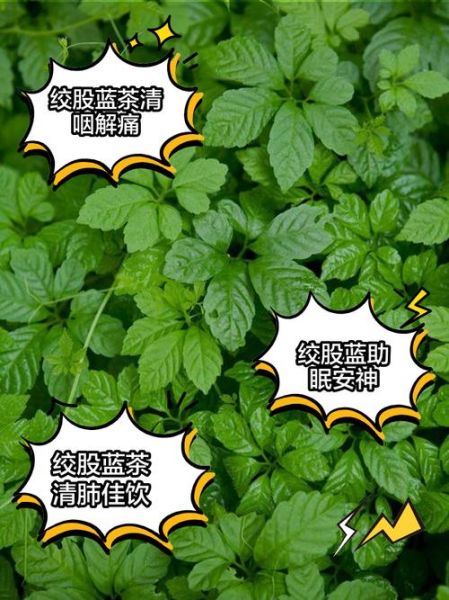 绞股蓝总甙片能降血脂吗_绞股蓝总甙片功效与副作用-第3张图片-山城妙识