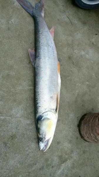 黄剑鱼怎么钓_黄剑鱼吃什么饵料-第2张图片-山城妙识