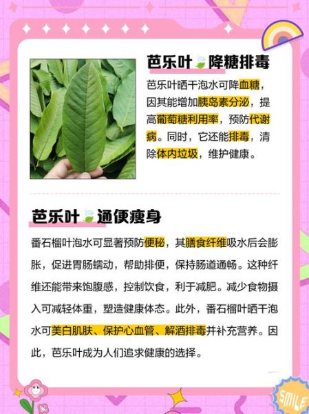 芭乐叶煮水能降血糖吗_芭乐叶煮水的正确方法-第1张图片-山城妙识