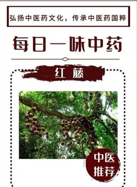 大血藤的功效与作用_大血藤的副作用有哪些-第3张图片-山城妙识