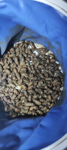 爬蚱图片怎么拍_爬蚱图片拍摄技巧-第1张图片-山城妙识