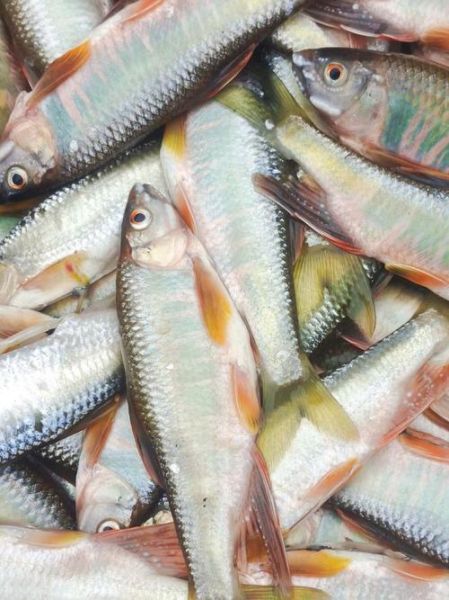 野生小河鱼名称大全_常见品种有哪些-第2张图片-山城妙识