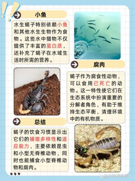 蝎子吃什么食物_家养蝎子喂什么-第3张图片-山城妙识
