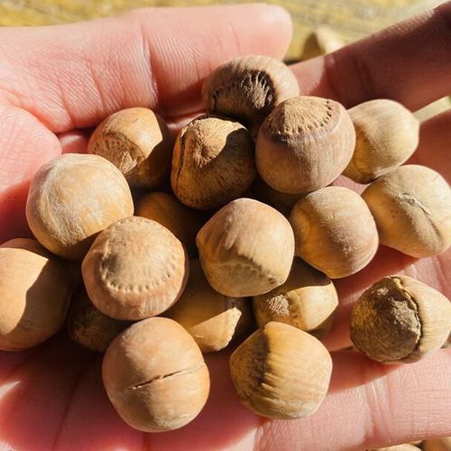 野生榛子多少钱一斤_野生榛子价格为什么差距大-第1张图片-山城妙识