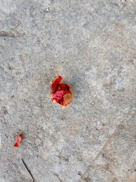 野生榛子多少钱一斤_野生榛子价格为什么差距大-第2张图片-山城妙识