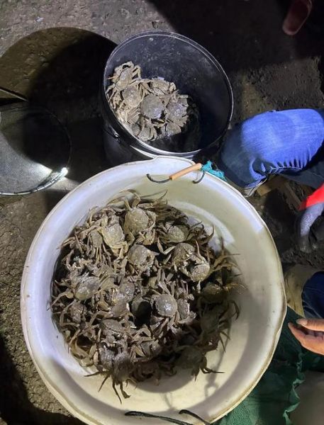 螃蟹交易中心在哪_如何挑选优质蟹-第3张图片-山城妙识 螃蟹交易中心在哪_如何挑选优质蟹-第3张图片-山城妙识