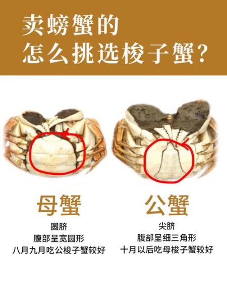 螃蟹交易中心在哪_如何挑选优质蟹-第1张图片-山城妙识 螃蟹交易中心在哪_如何挑选优质蟹-第1张图片-山城妙识