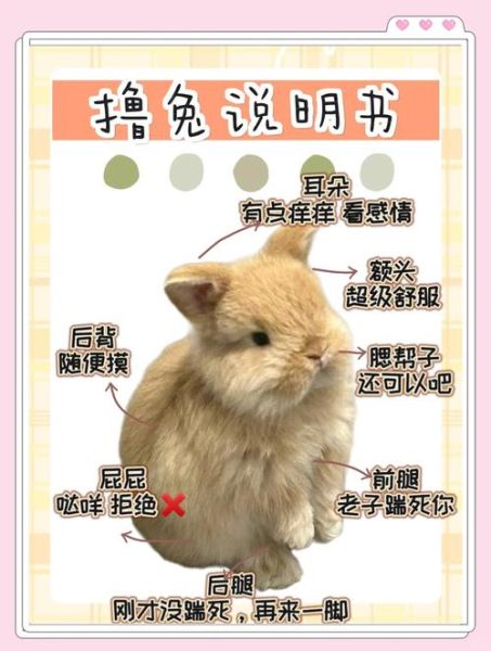 兔子怎么养不臭_兔子除臭最有效的方法-第2张图片-山城妙识