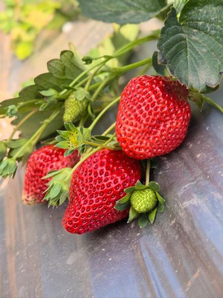 草莓什么时候成熟_草莓几月份采摘最好-第1张图片-山城妙识