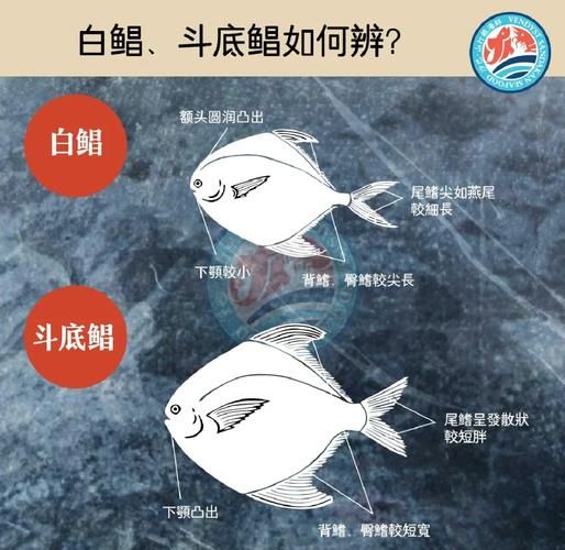 鲳鱼品种图片大全_鲳鱼怎么区分-第1张图片-山城妙识
