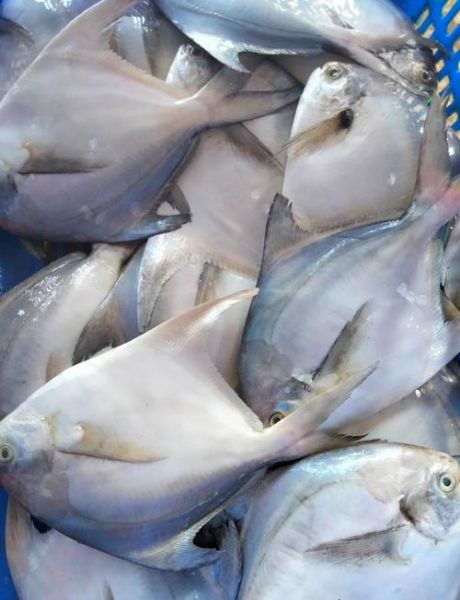 鲳鱼品种图片大全_鲳鱼怎么区分-第2张图片-山城妙识