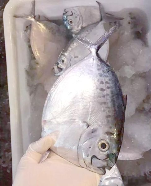 鲳鱼品种图片大全_鲳鱼怎么区分-第3张图片-山城妙识