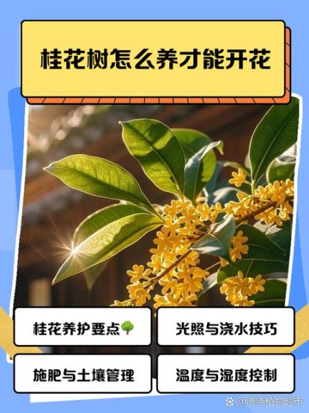 桂花怎么养才能开花_桂花养殖方法及注意事项-第1张图片-山城妙识 桂花怎么养才能开花_桂花养殖方法及注意事项-第1张图片-山城妙识