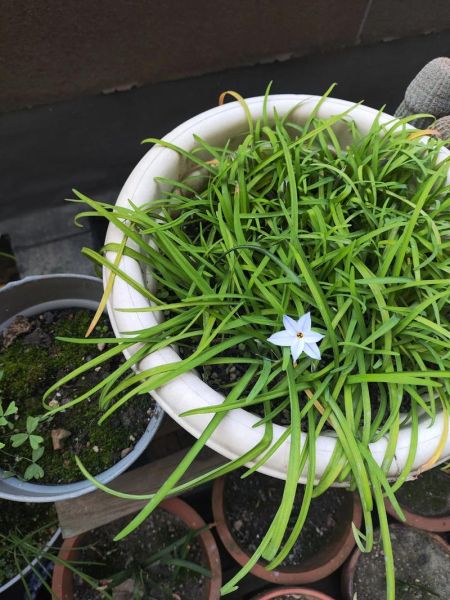 韭菜开花好还是不开花好_韭菜开花影响口感吗-第1张图片-山城妙识