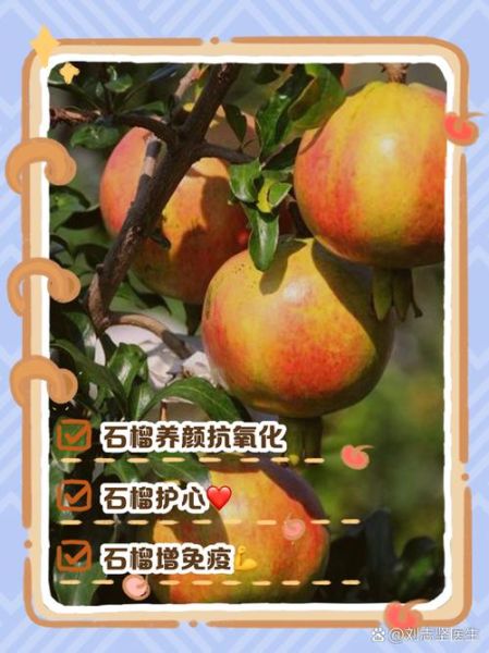 女性吃石榴有什么好处_石榴对女性的功效与作用-第3张图片-山城妙识