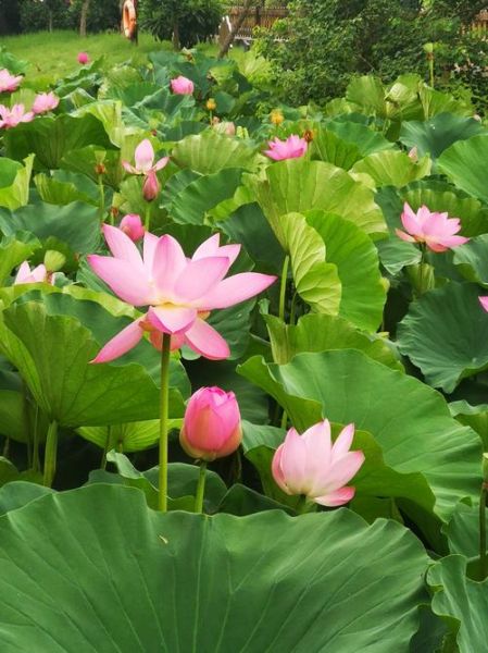 花图片大全哪里找_鲜花风景图片怎么拍-第1张图片-山城妙识