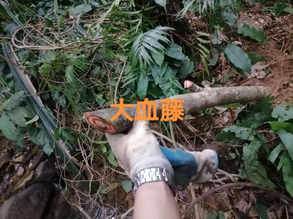 大血藤的功效与作用及禁忌_大血藤能长期泡水喝吗-第3张图片-山城妙识