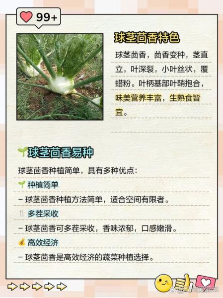 球茎茴香怎么做好吃_球茎茴香的家常做法-第2张图片-山城妙识