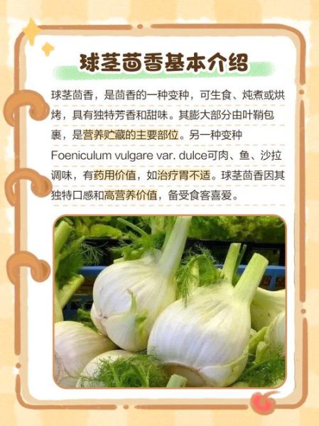 球茎茴香怎么做好吃_球茎茴香的家常做法-第1张图片-山城妙识