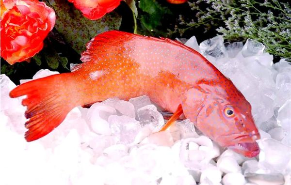 海红斑是什么鱼_海红斑和东星斑区别-第1张图片-山城妙识