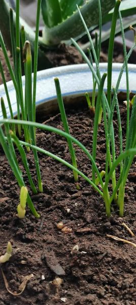 葱蒜图片怎么区分_葱蒜图片拍摄技巧-第3张图片-山城妙识