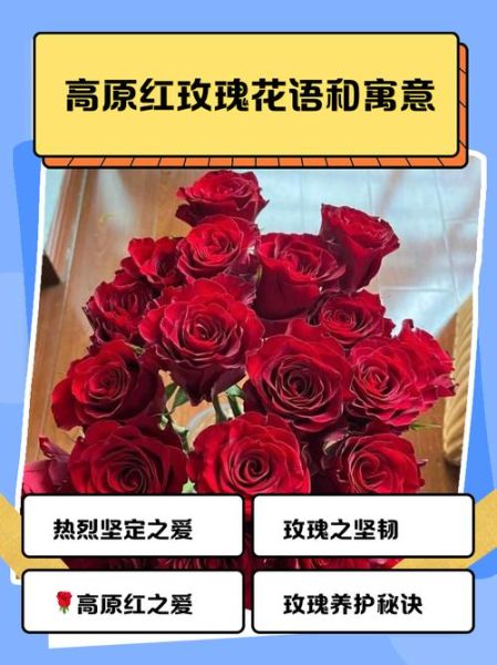 红玫瑰花语1到100代表什么_送几朵最浪漫-第2张图片-山城妙识