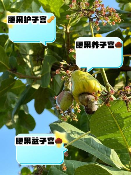 腰果产地是哪里_腰果主要产地有哪些-第2张图片-山城妙识