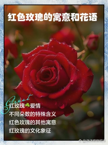 红玫瑰花语1到100代表什么_送几朵最浪漫-第3张图片-山城妙识