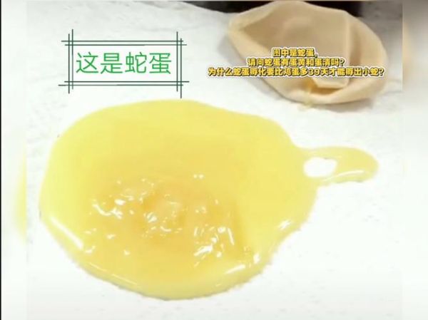 蛇蛋长什么样_蛇蛋孵化需要多久-第1张图片-山城妙识