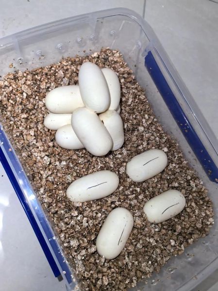 蛇蛋长什么样_蛇蛋孵化需要多久-第3张图片-山城妙识