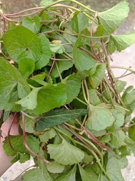 马蹄草图片长什么样_马蹄草的功效与作用-第1张图片-山城妙识